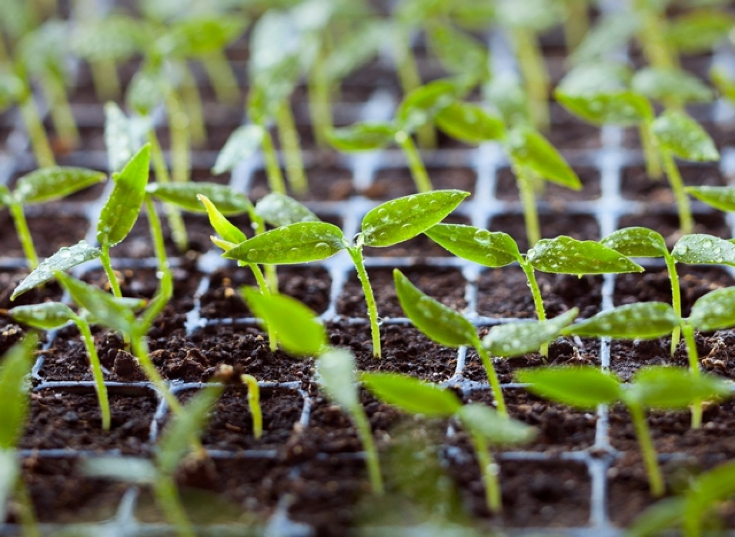 Paradicsom és paprika magok vetése - Aktuális kerti információk ...